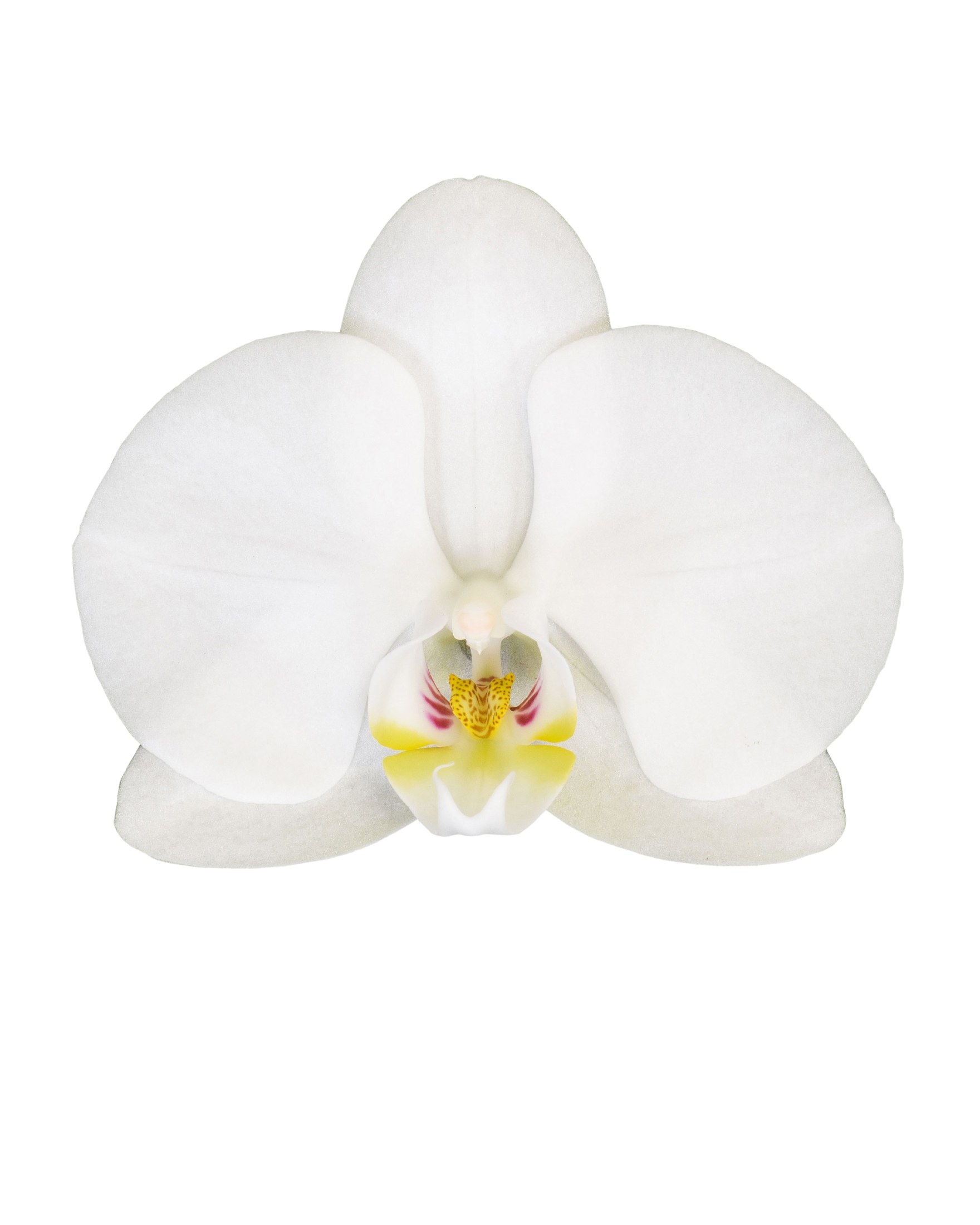 Paisley - Phalaenopsis pot plants | Anthura