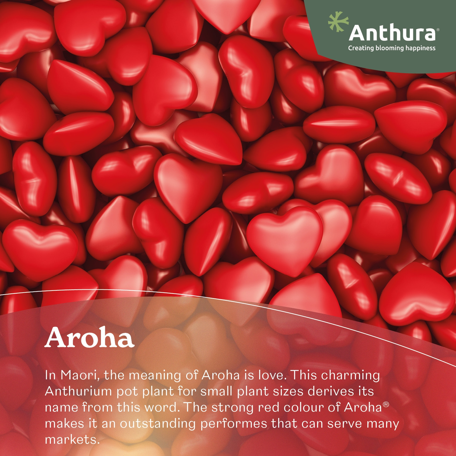 Aroha® - Anthurium pot plants | Anthura