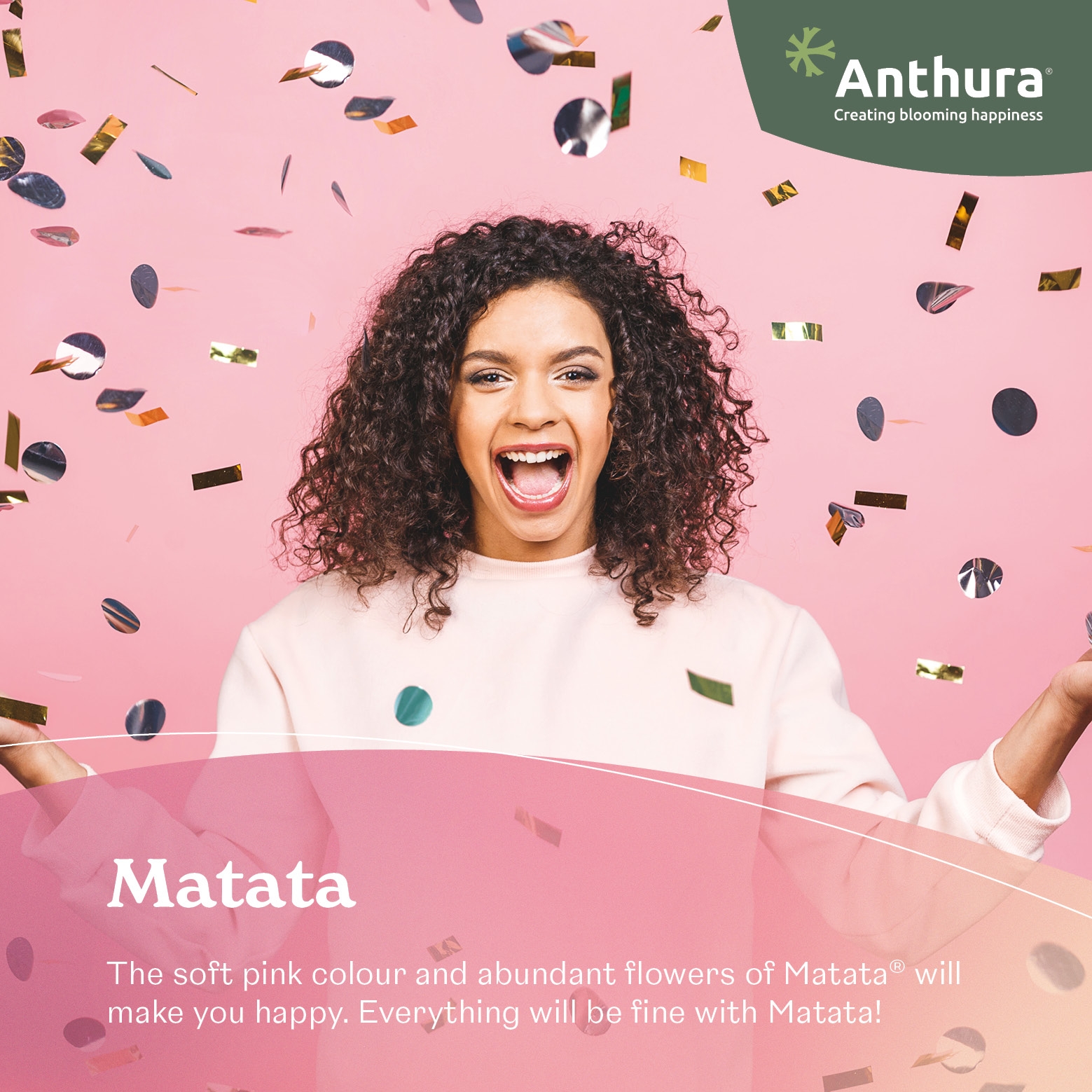 Matata® - Anthurium pot plants | Anthura