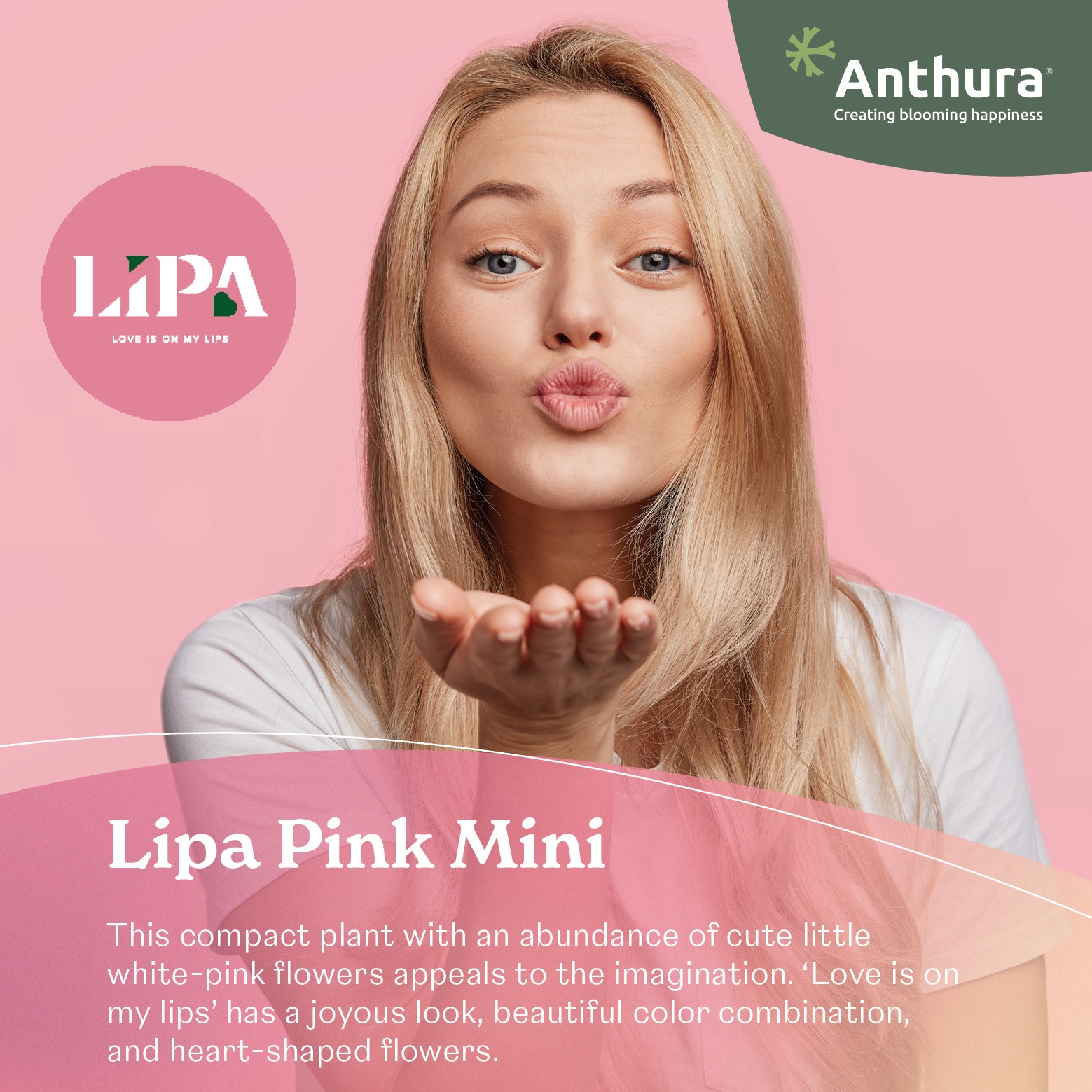 Lipa® Pink Mini - Anthurium pot plants | Anthura