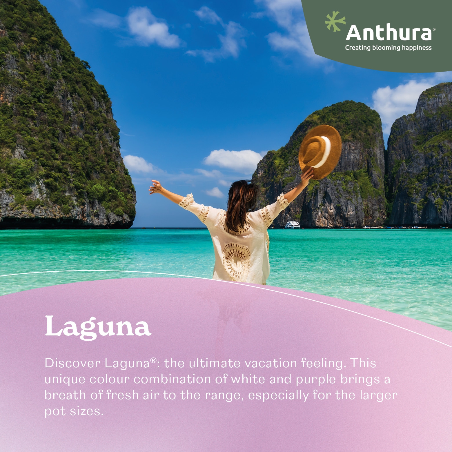 Laguna® - Anthurium pot plants | Anthura