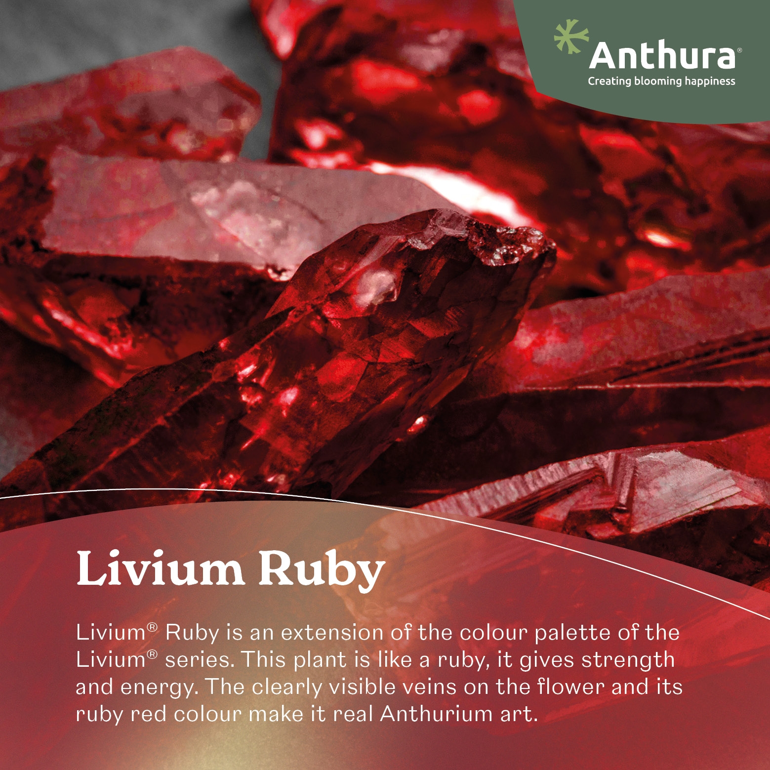 Livium® Ruby - Anthurium potplanten | Anthura