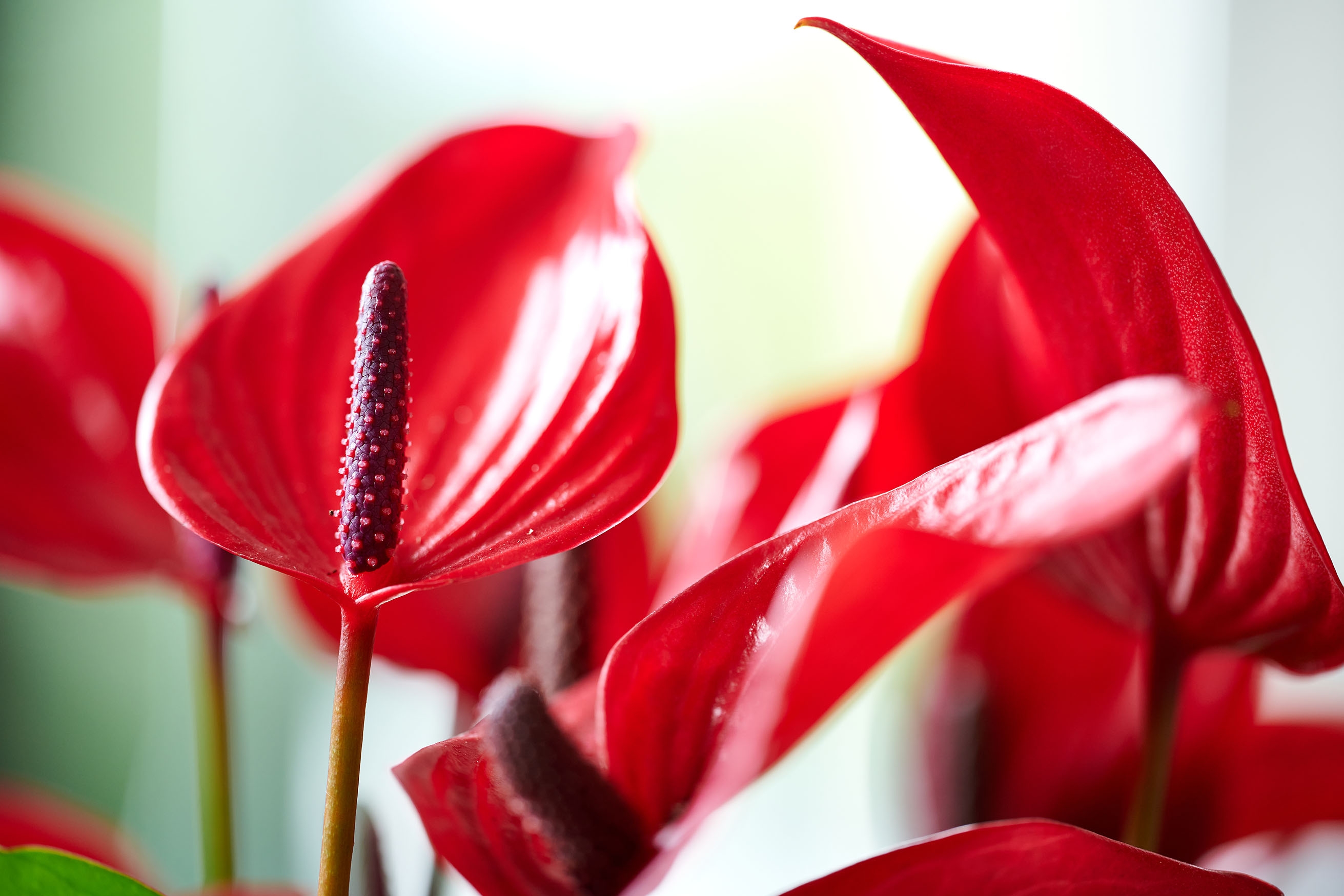 Banderola® Lava® - Anthurium pot plants | Anthura