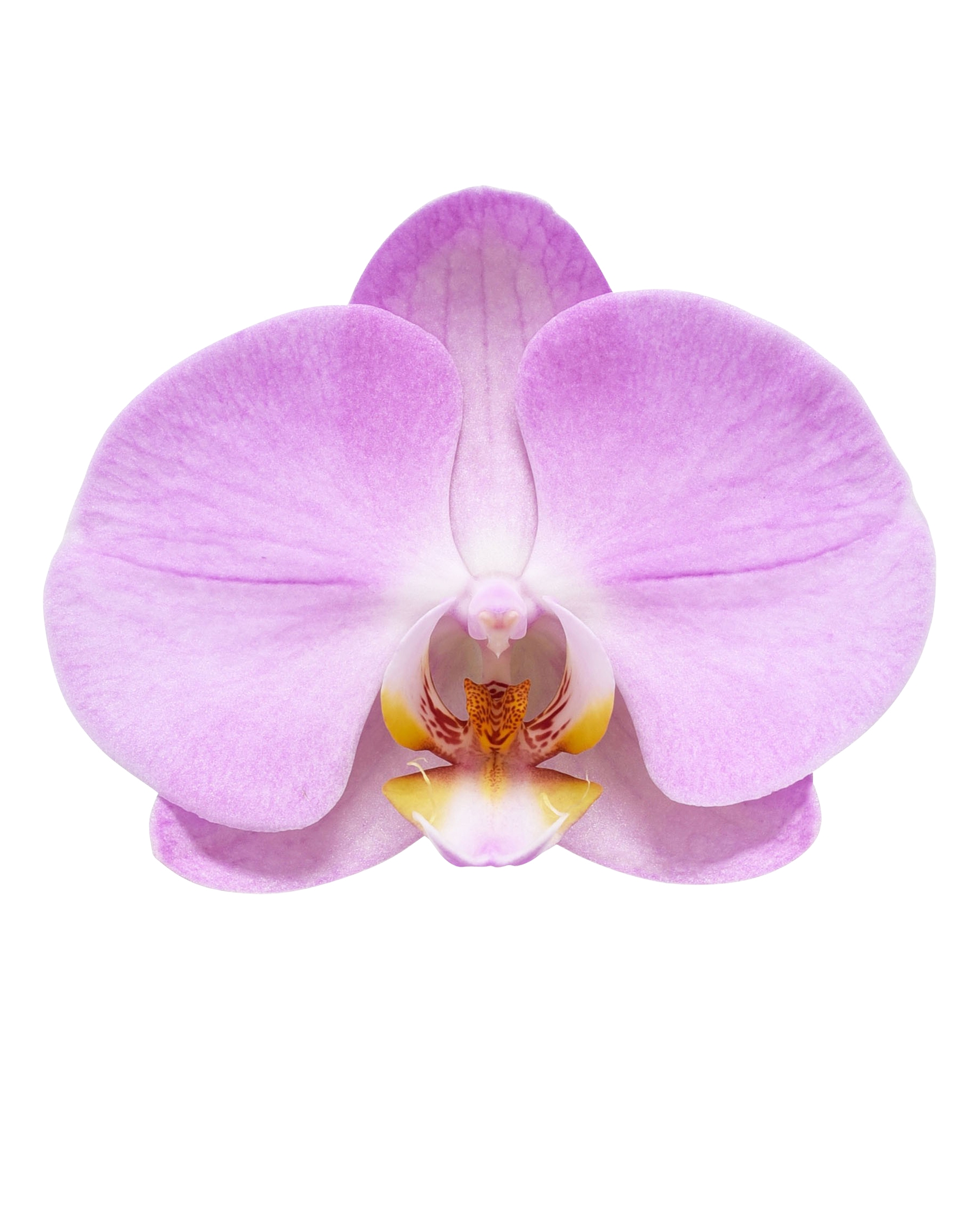 Osaka - Phalaenopsis para maceta | Anthura