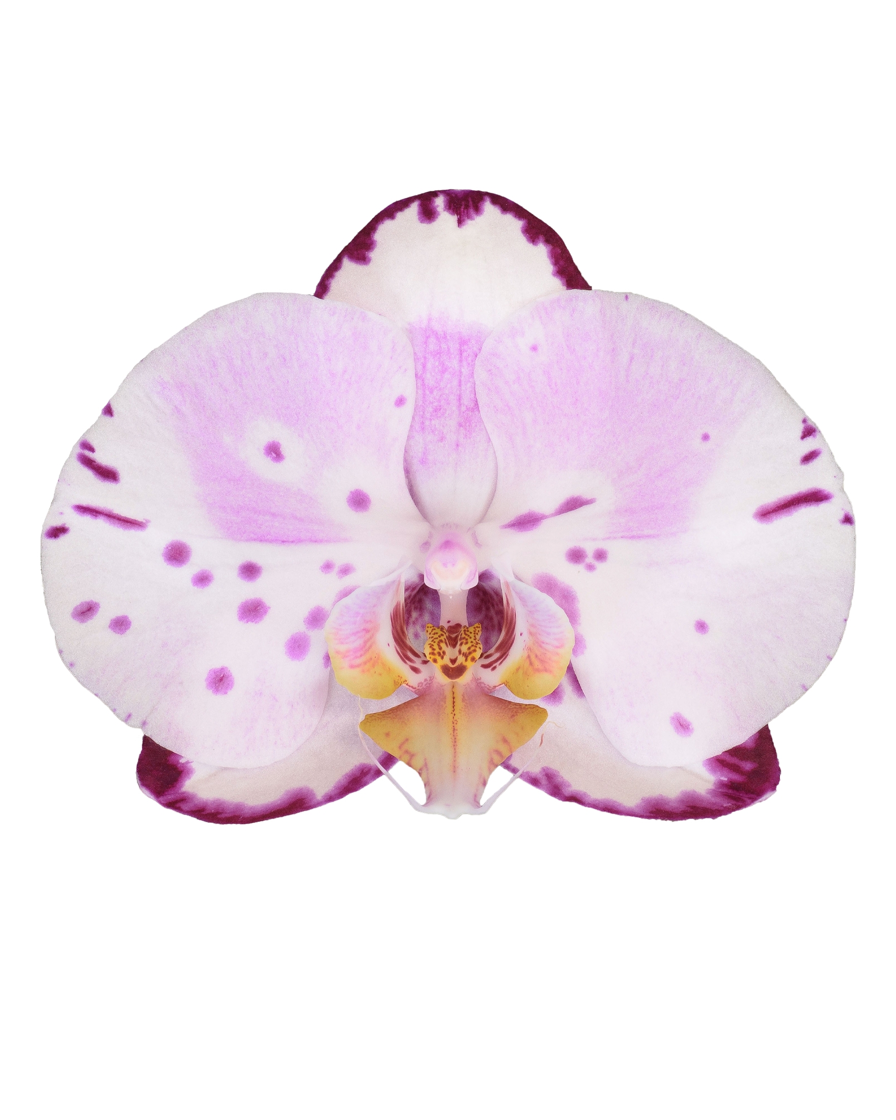 Kunming - Phalaenopsis pot plants | Anthura