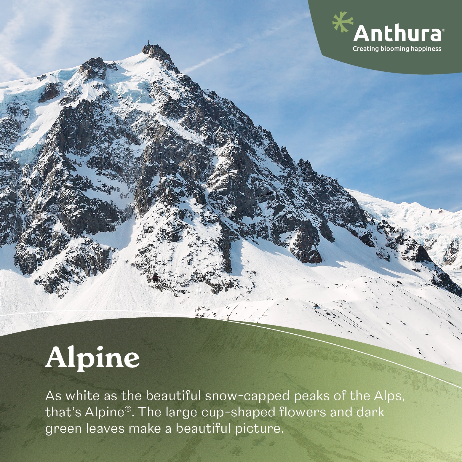 Alpine® - Anthurium pot plants | Anthura