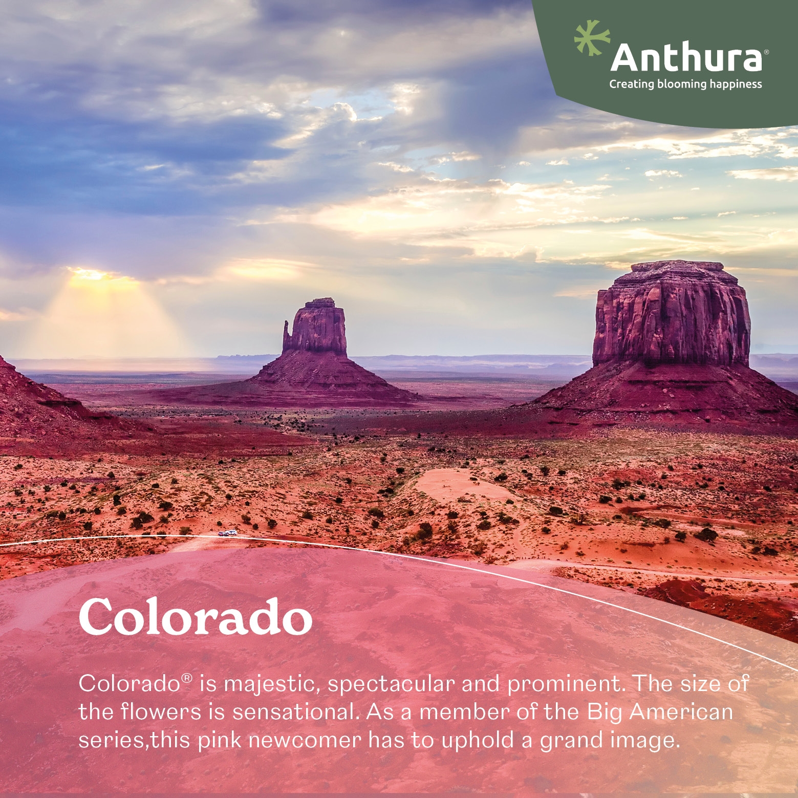 Colorado - Anthurium pot plants | Anthura