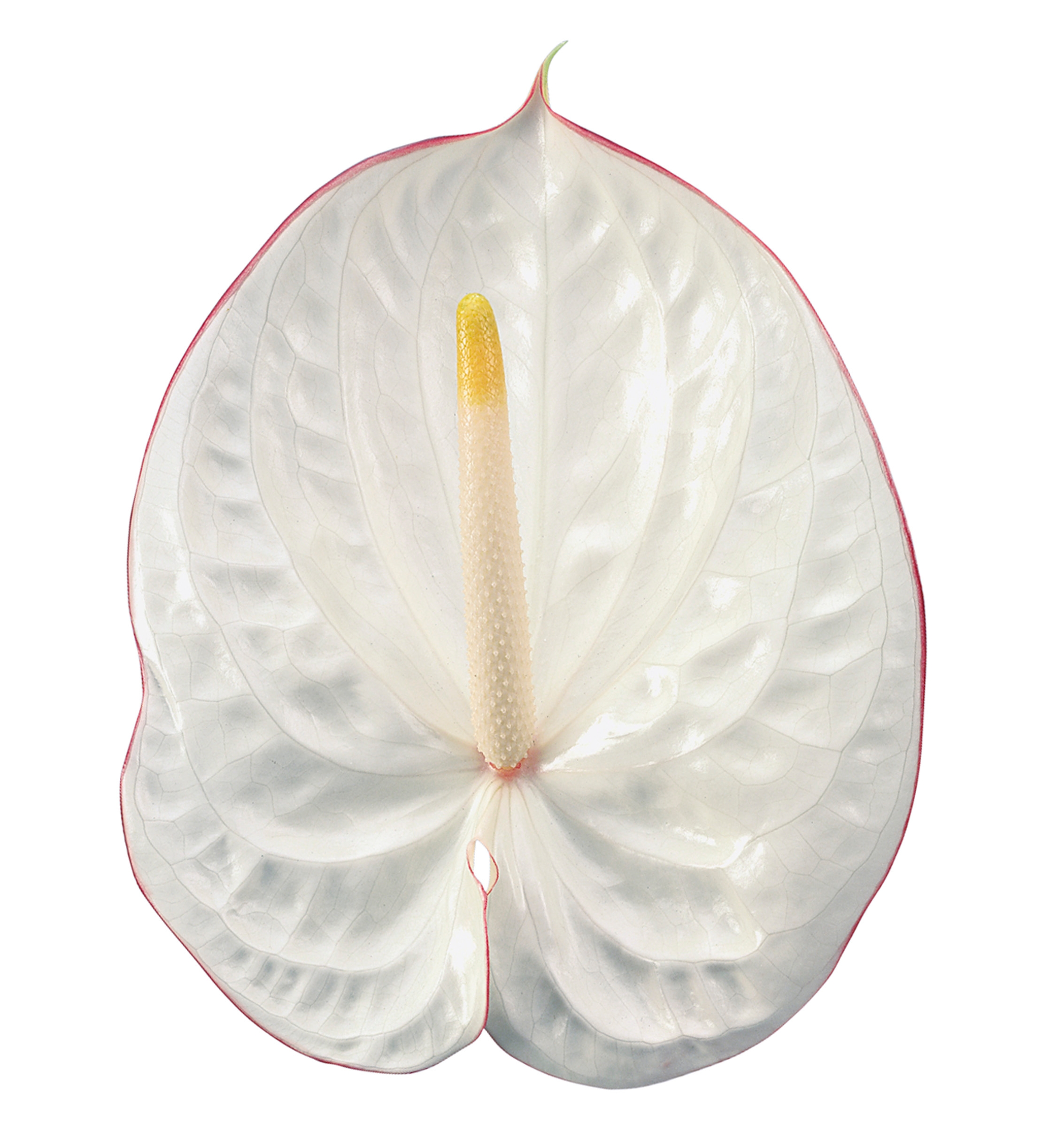 Carnaval® - Anthurium cut flowers | Anthura