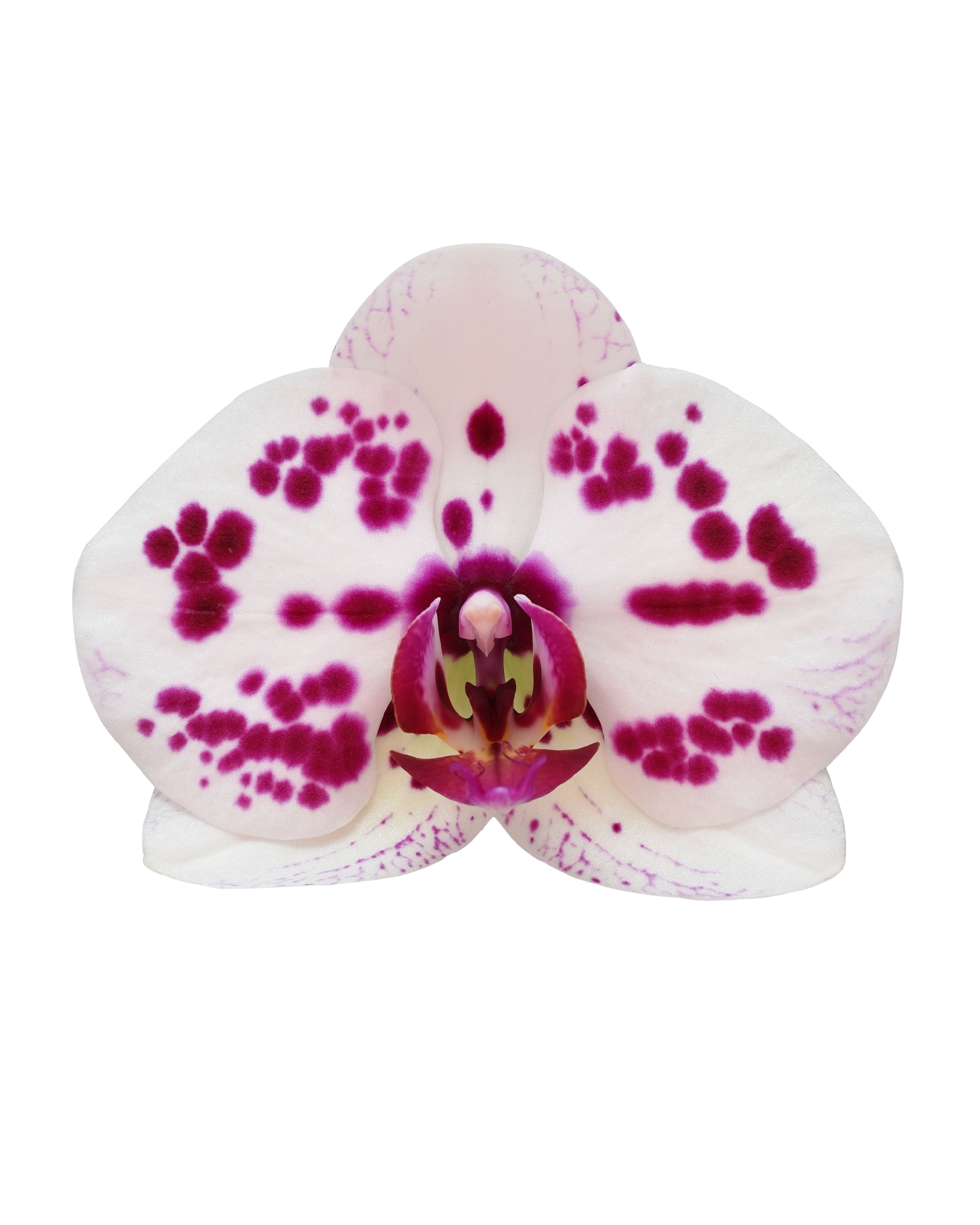 San Sebastian - Phalaenopsis para maceta | Anthura