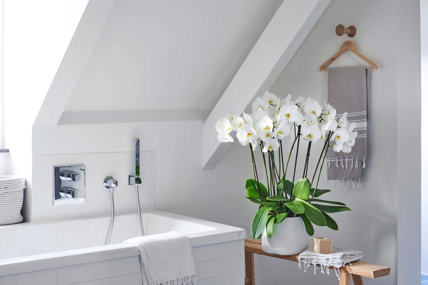 Nottingham - Phalaenopsis pot plants | Anthura