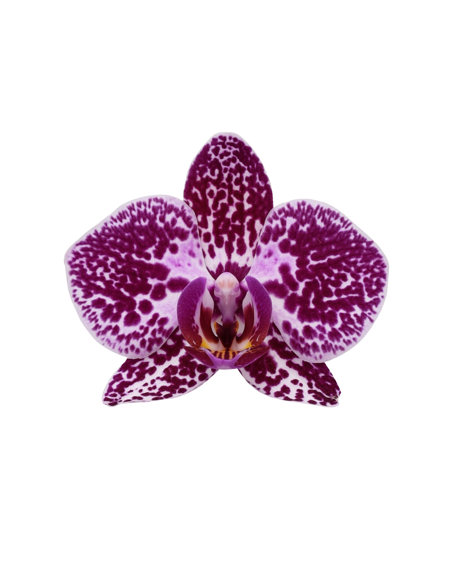 Cadiz - Phalaenopsis pot plants | Anthura