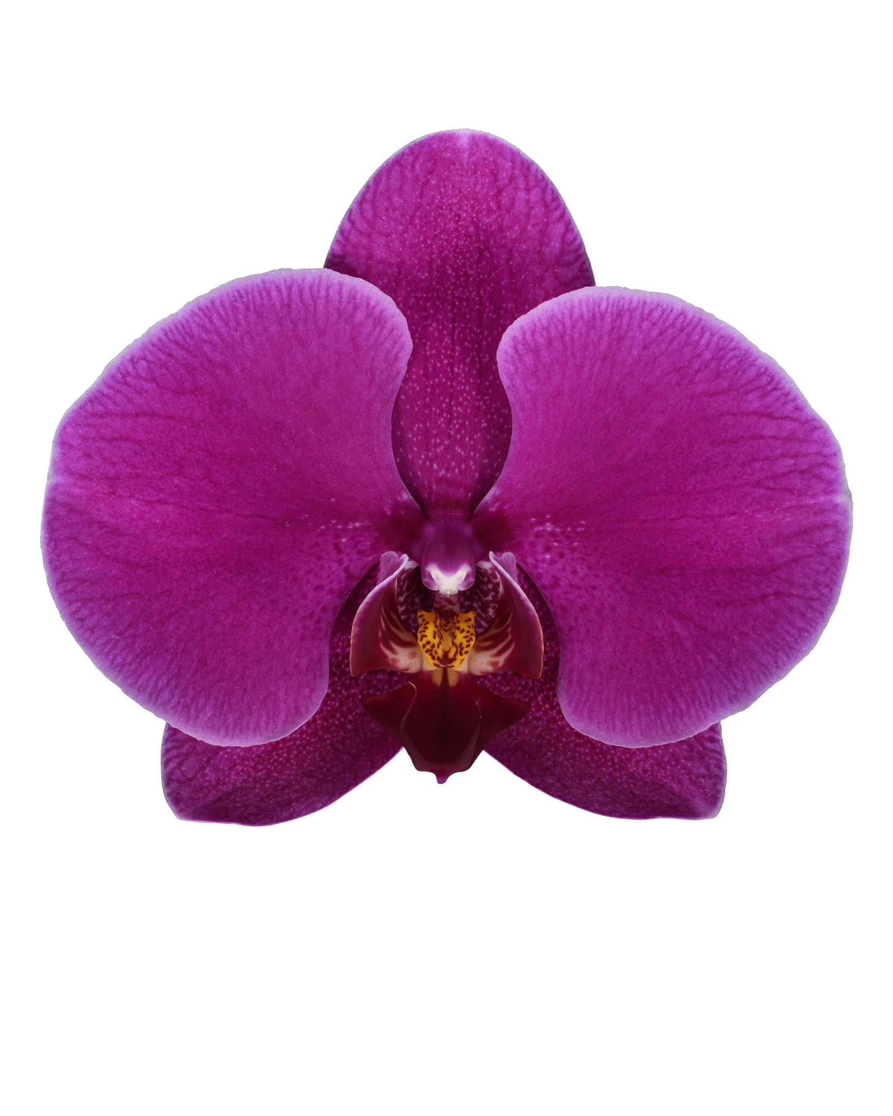 Queenstown - Phalaenopsis para maceta | Anthura