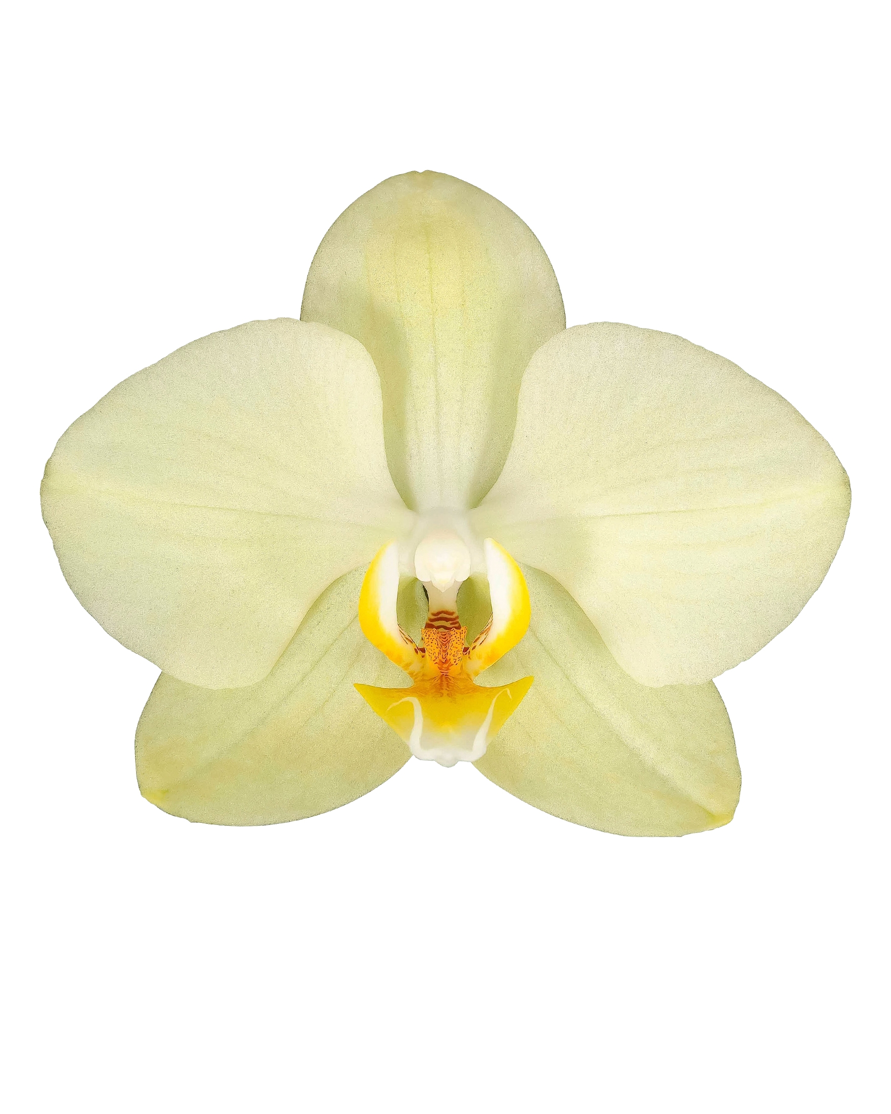 Milan - Phalaenopsis pot plants | Anthura