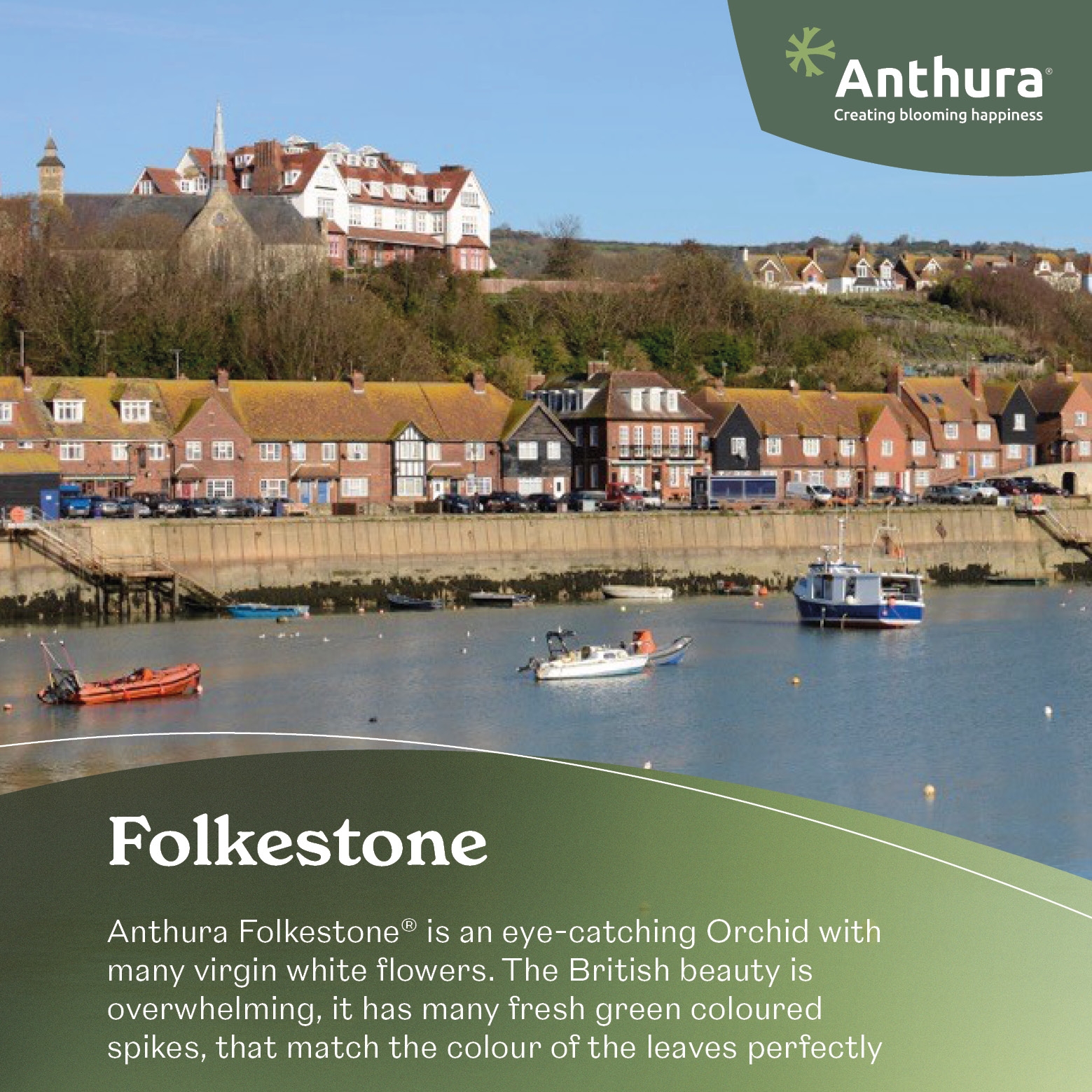 Folkestone - Phalaenopsis pot plants | Anthura