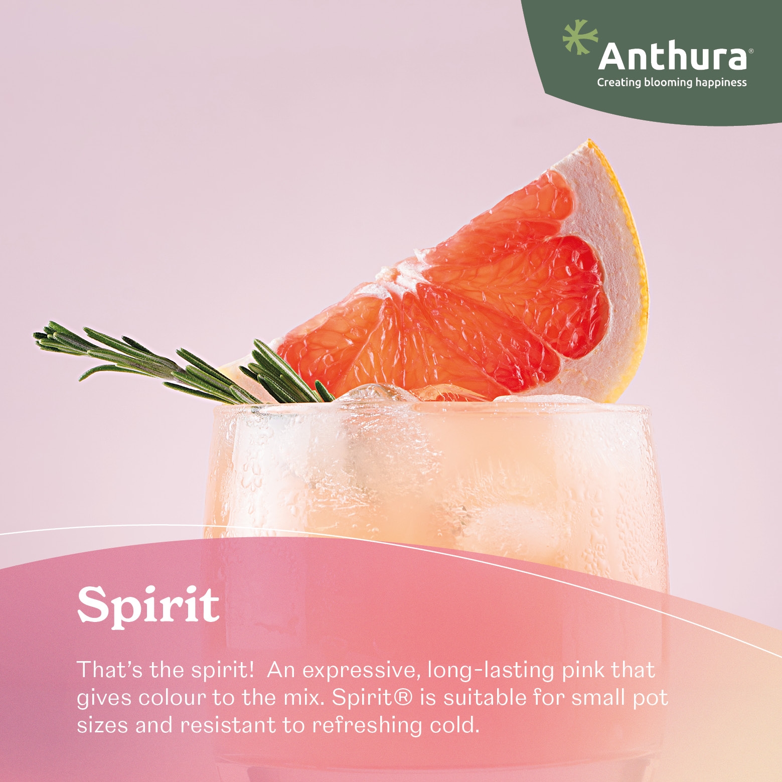 Spirit® - Anthurium pot plants | Anthura