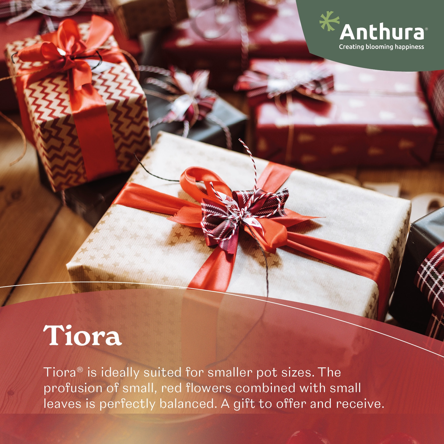 Tiora® - Anthurium pot plants | Anthura