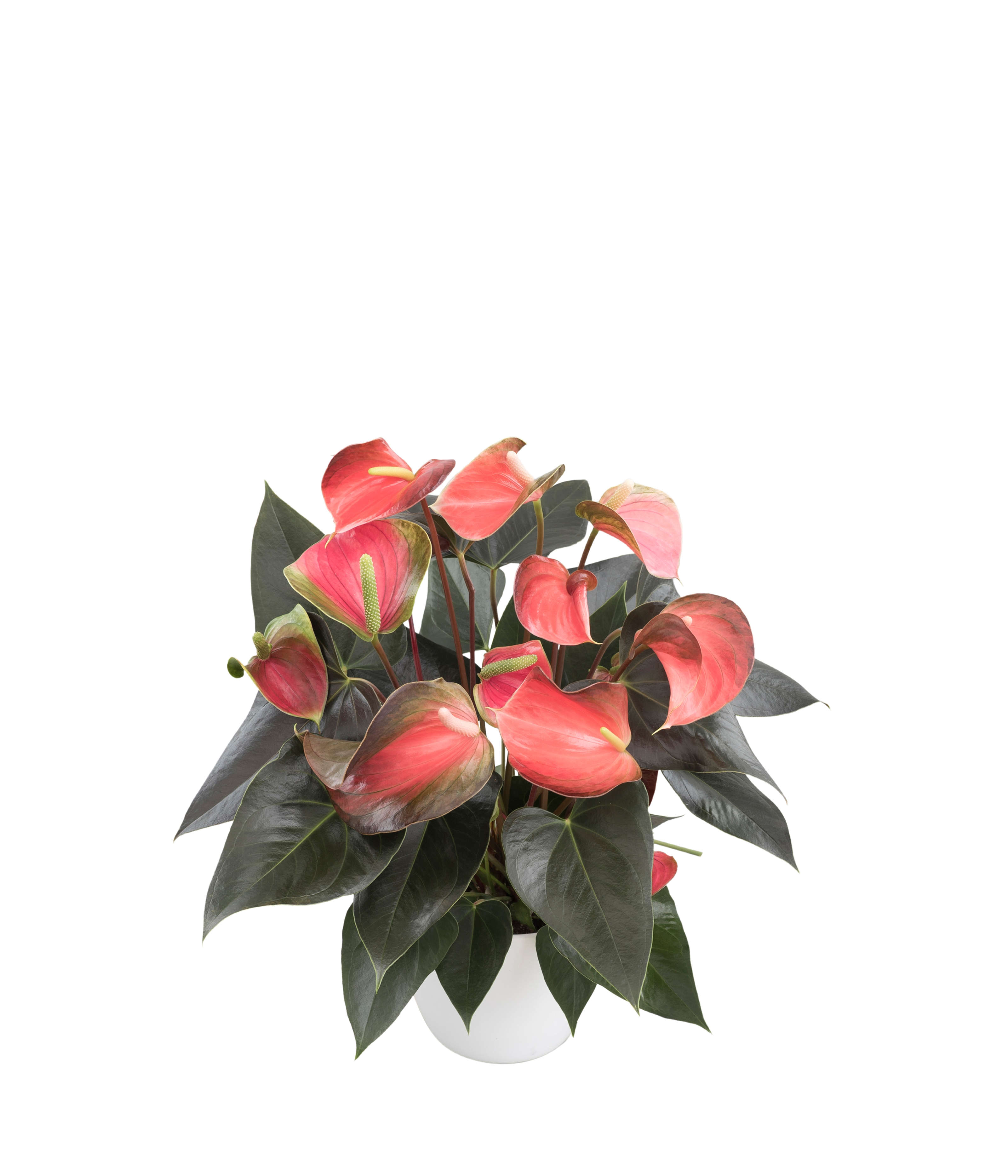 Rainbow Champion - Anthurium pot plants | Anthura