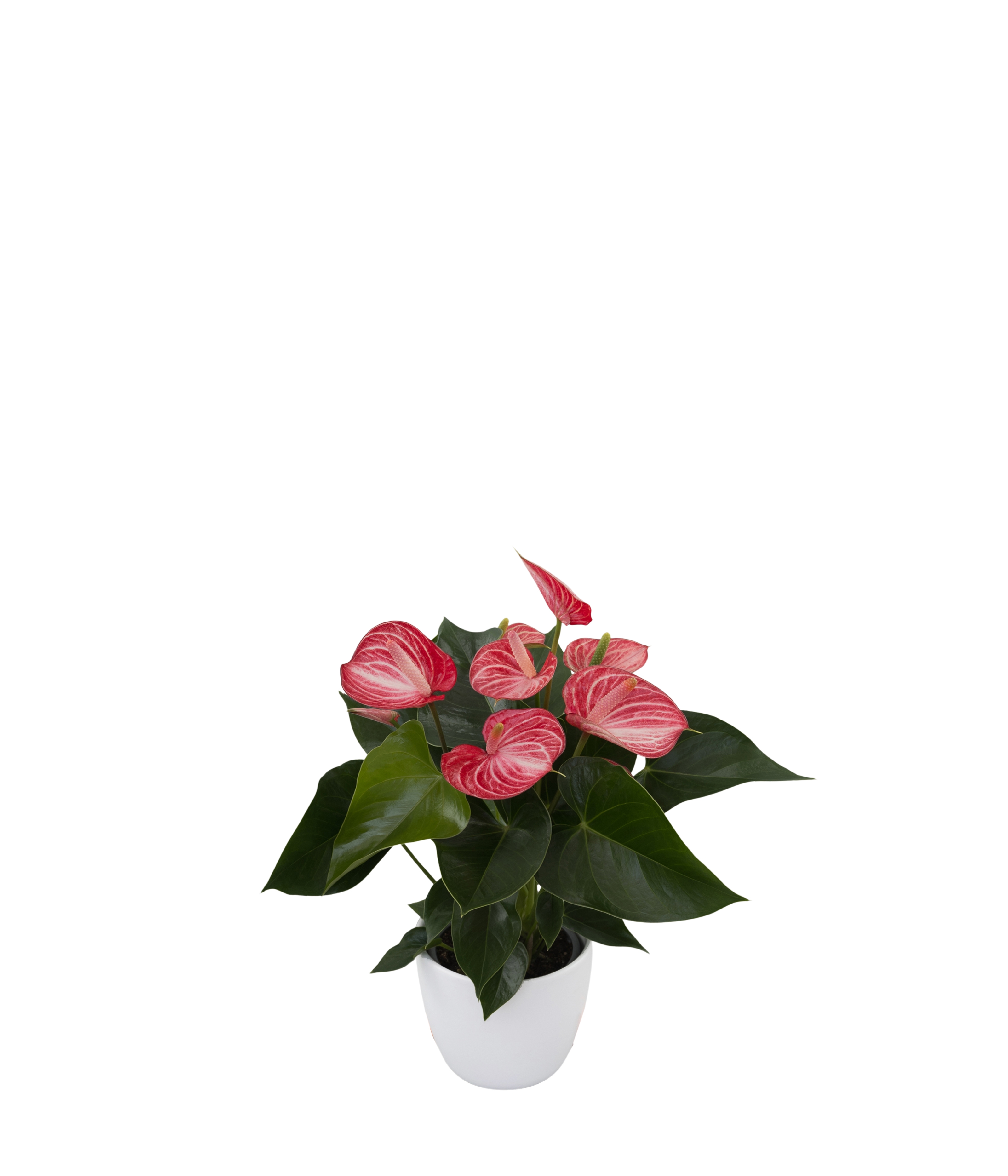 Livium® Brillante - Anthurium pot plants | Anthura