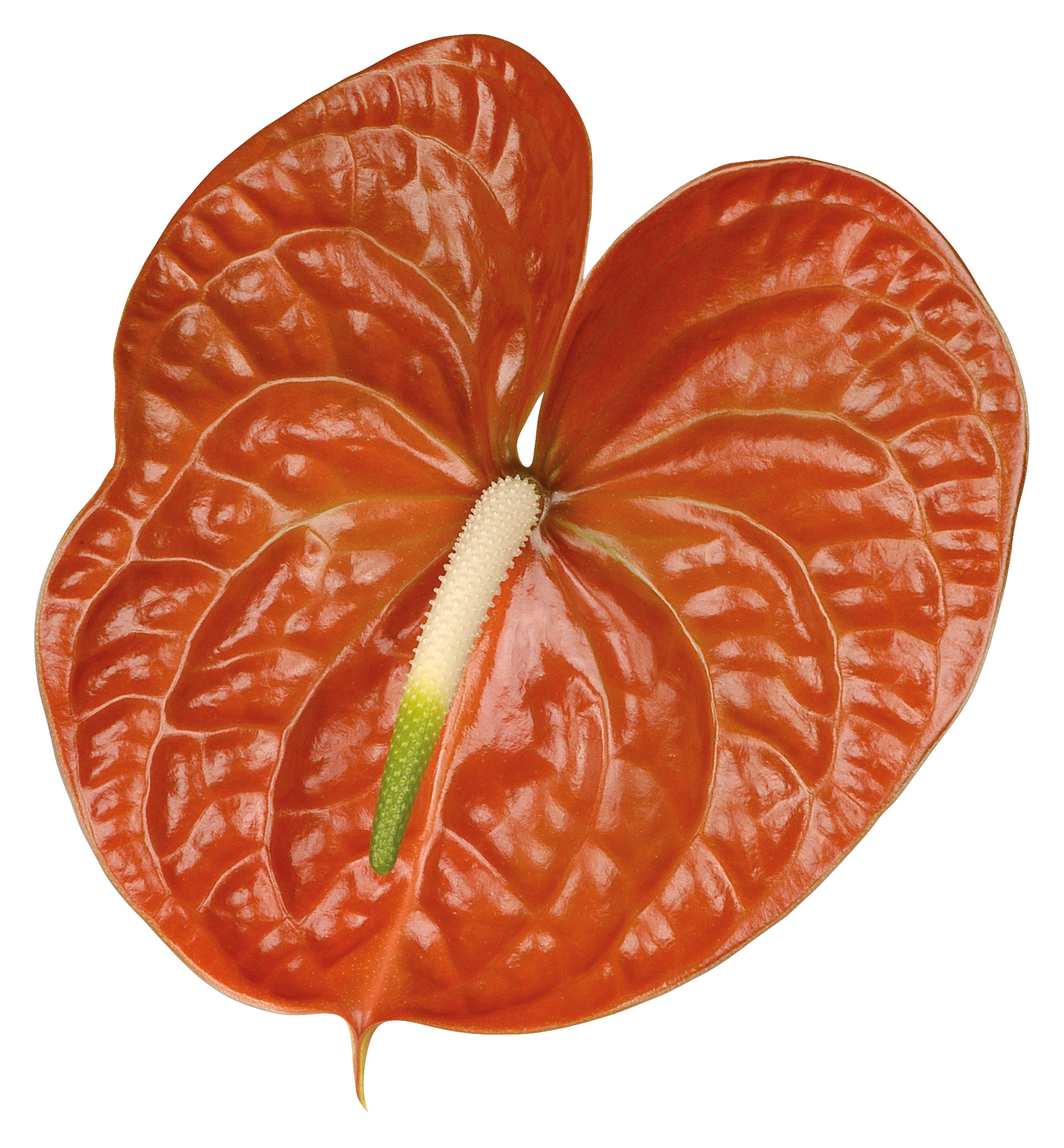 Terrasol® - Anthurium cut flowers | Anthura