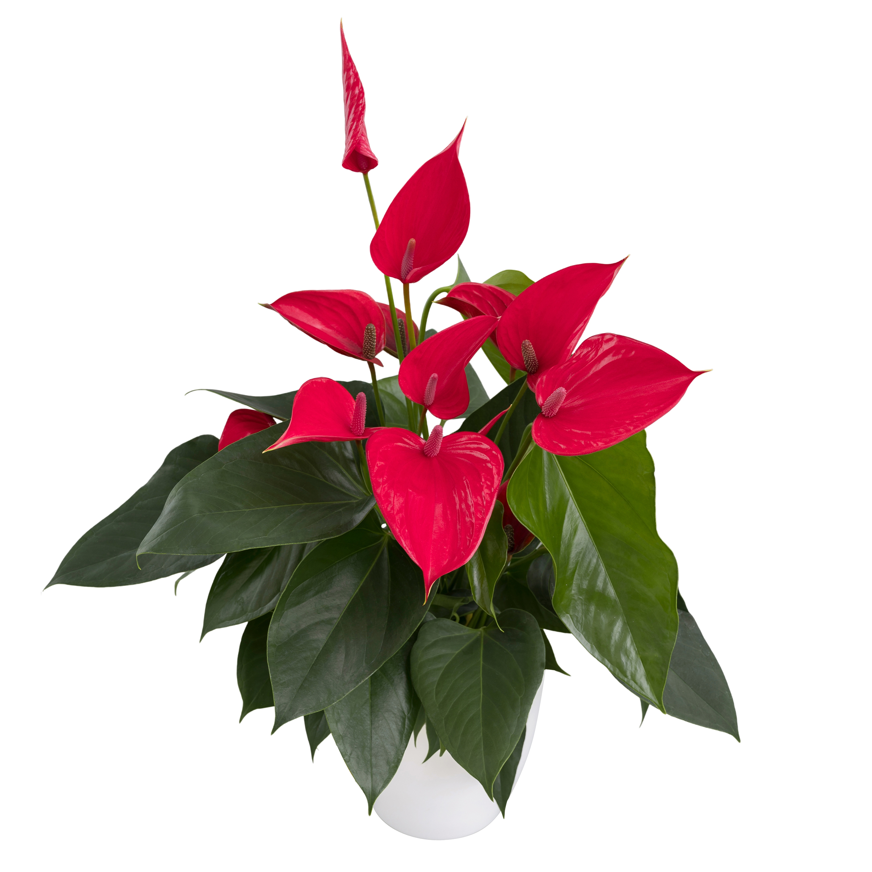 Melodia® Ibis - Anthurium pot plants | Anthura